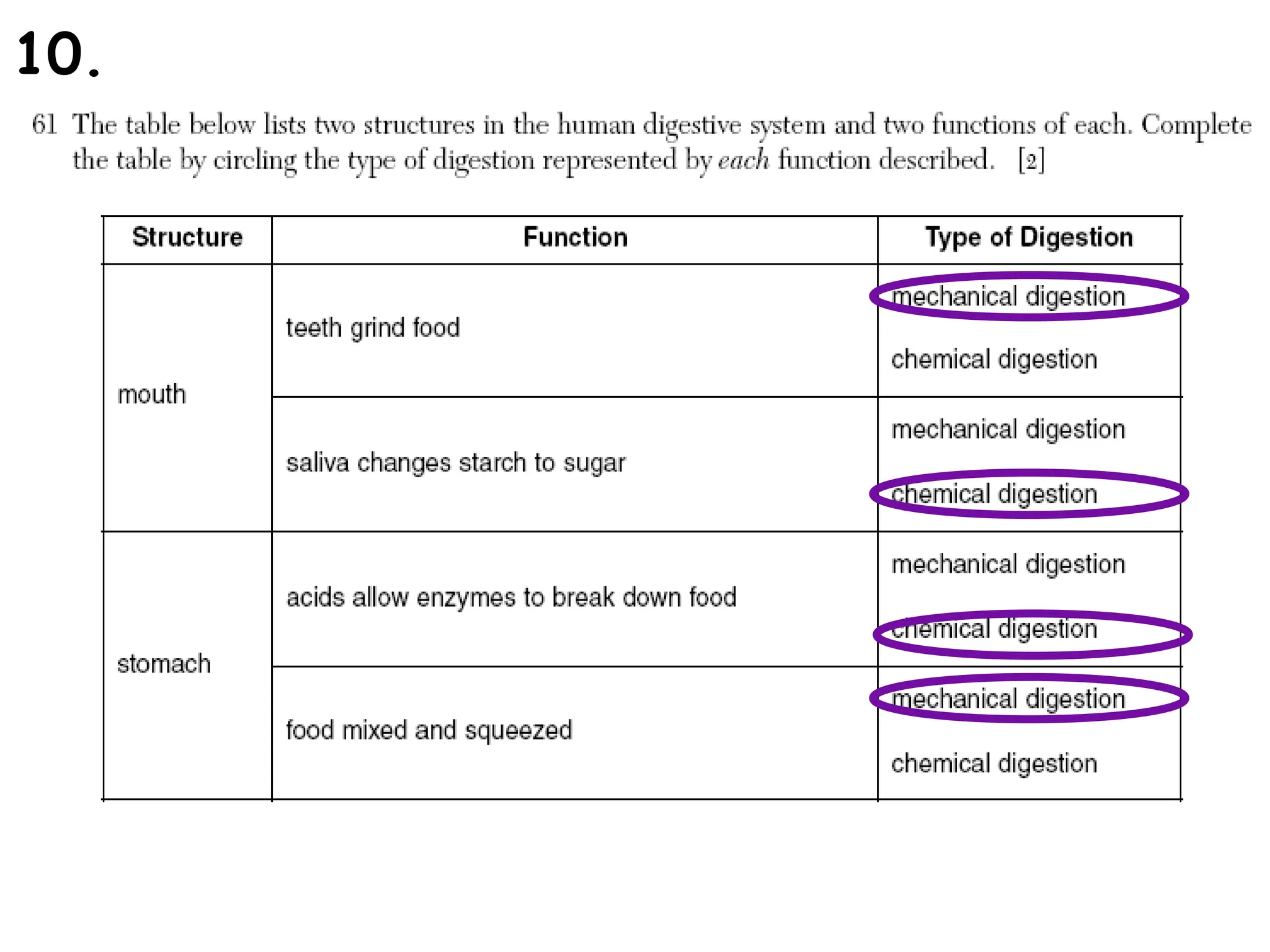 Digestive system Grade 5 igcse easy notes | PPT