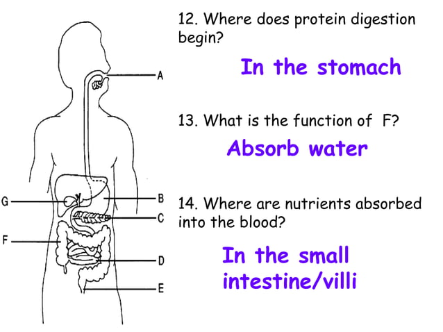 Digestive system Grade 5 igcse easy notes | PPT | Digestive Disorders ...