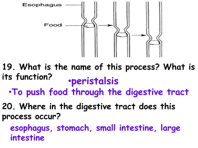 Digestive system Grade 5 igcse easy notes | PPT | Digestive Disorders ...
