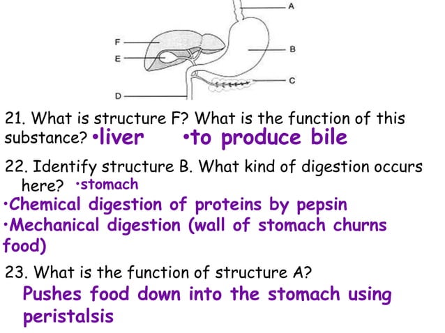 Digestive system Grade 5 igcse easy notes | PPT | Digestive Disorders ...