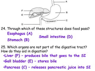 Digestive system Grade 5 igcse easy notes | PPT