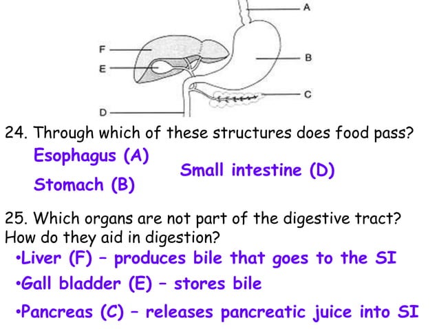 Digestive system Grade 5 igcse easy notes | PPT | Digestive Disorders ...