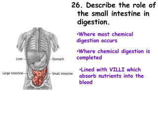 Digestive system Grade 5 igcse easy notes | PPT