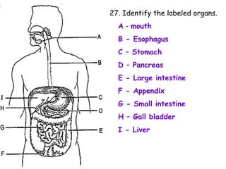 Digestive system Grade 5 igcse easy notes | PPT