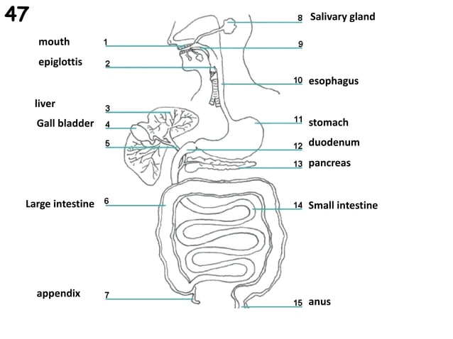 Digestive system Grade 5 igcse easy notes | PPT | Digestive Disorders ...