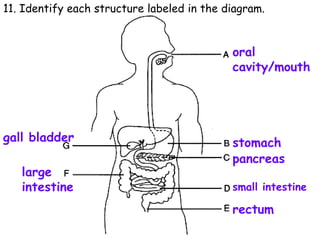 Digestive system Grade 5 igcse easy notes | PPT