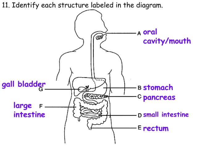 Digestive system Grade 5 igcse easy notes | PPT | Digestive Disorders ...