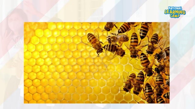 Collaborative-Expertise-NLC-Final.pdf Collaborative-Expertise-NLC-Final ...