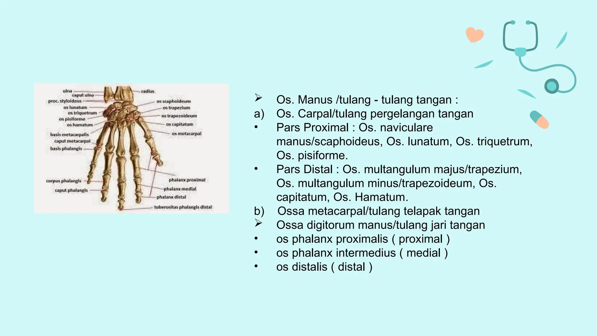 701951868-Klp-3-ppt-Pemfis-Ekstremitas.pptx