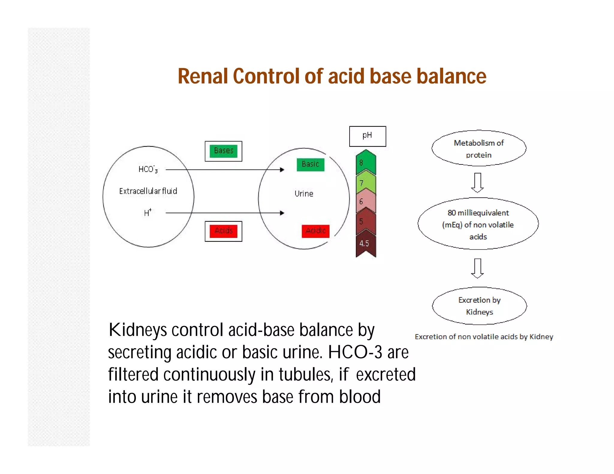 Homeostasis and blood pH regulation, Mubasher | PDF