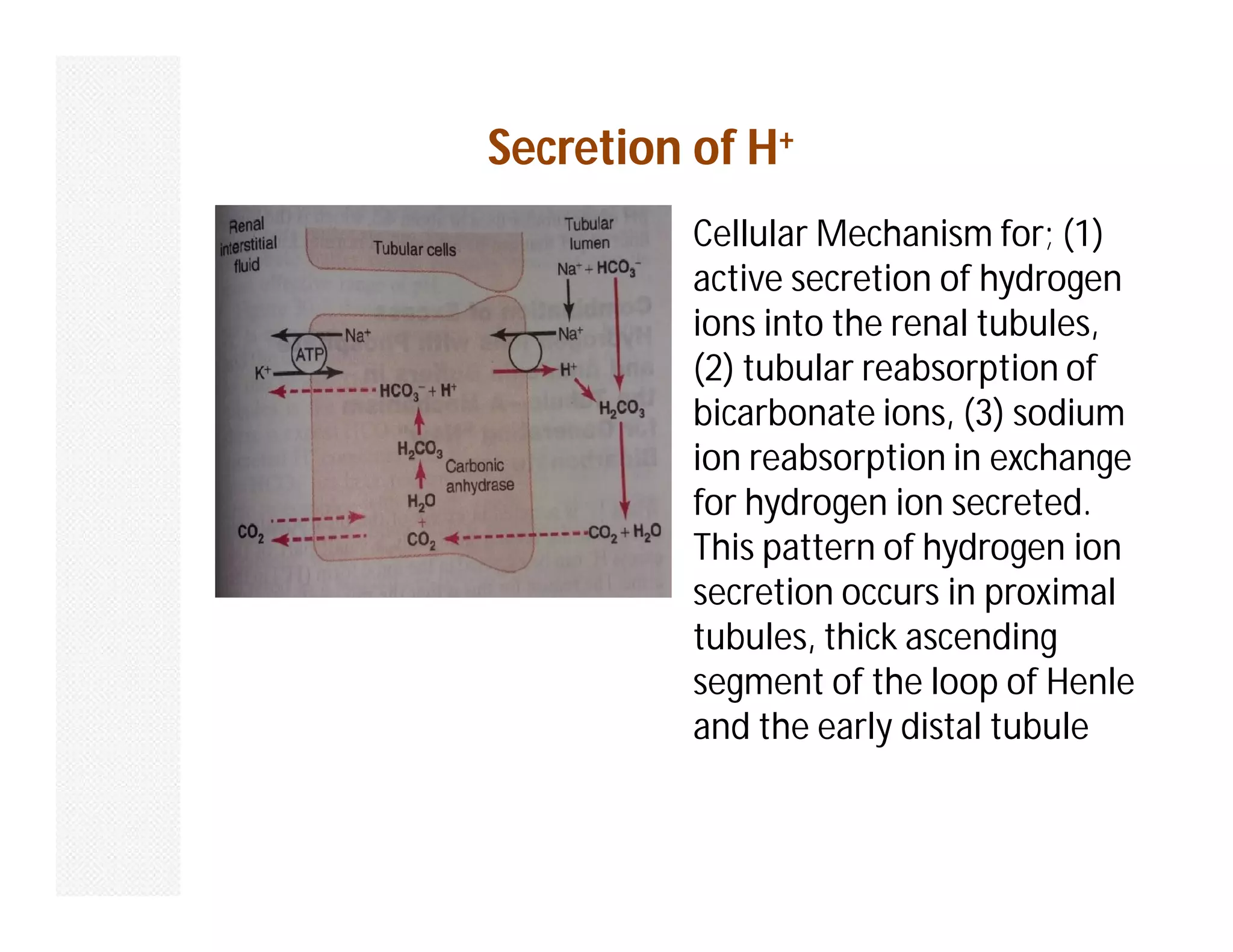 Homeostasis and blood pH regulation, Mubasher | PDF