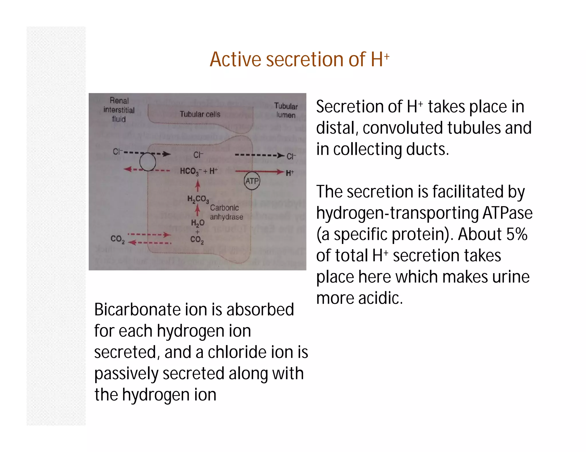 Homeostasis and blood pH regulation, Mubasher | PDF