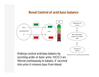 Homeostasis and blood pH regulation, Mubasher | PDF