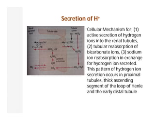 Homeostasis and blood pH regulation, Mubasher | PDF