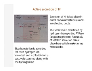 Homeostasis and blood pH regulation, Mubasher | PDF