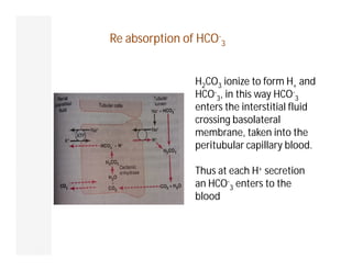 Homeostasis and blood pH regulation, Mubasher | PDF