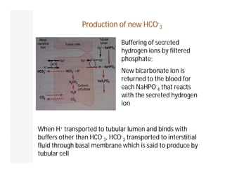 Homeostasis and blood pH regulation, Mubasher | PDF