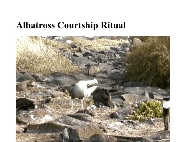 Ch. 51: Animal Behavior | PPT