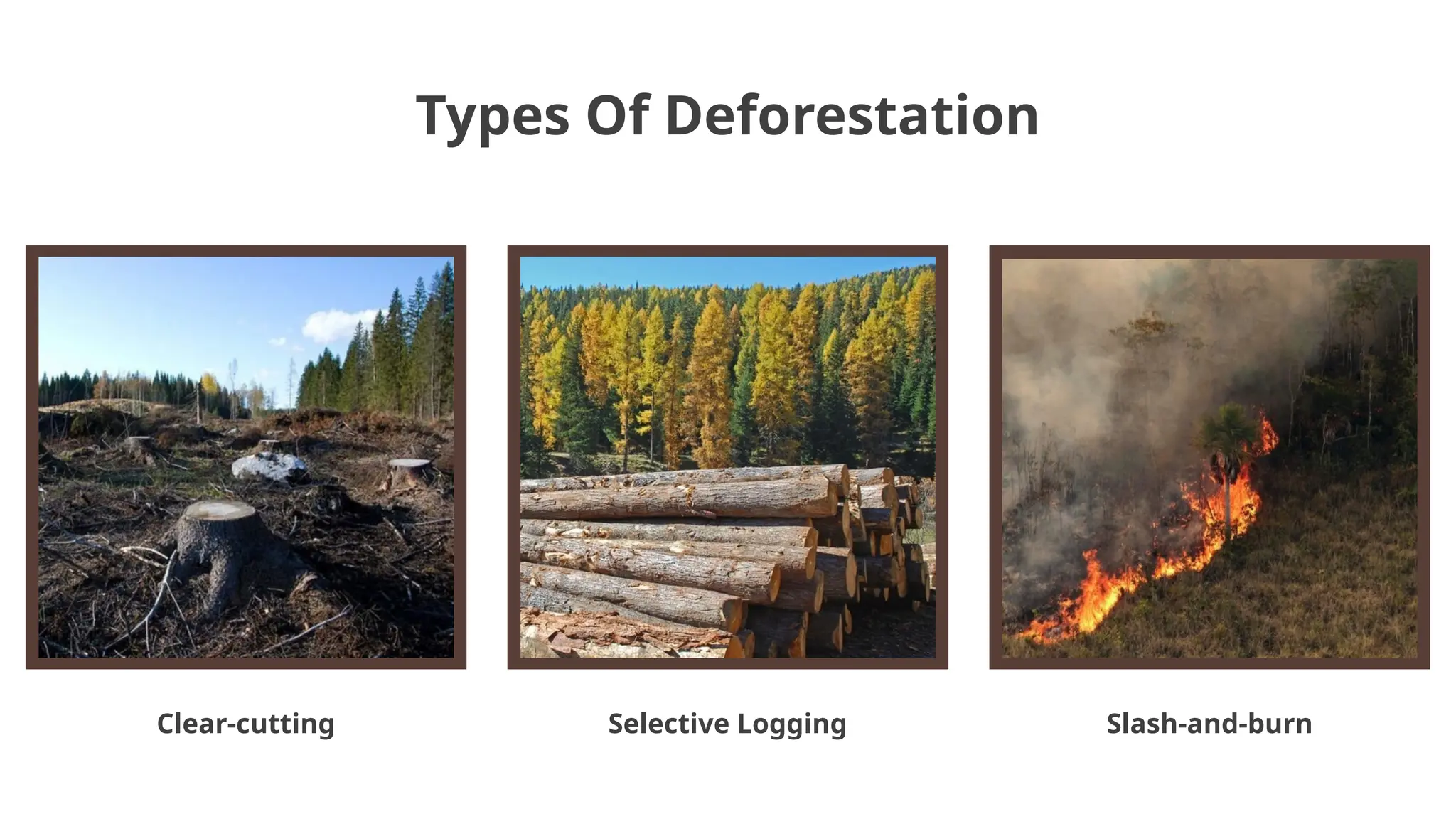 703588-Deforestation PowerPoint Templates Free Download.pptx