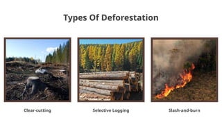 Deforestation PowerPoint Templates Free Download.pptx