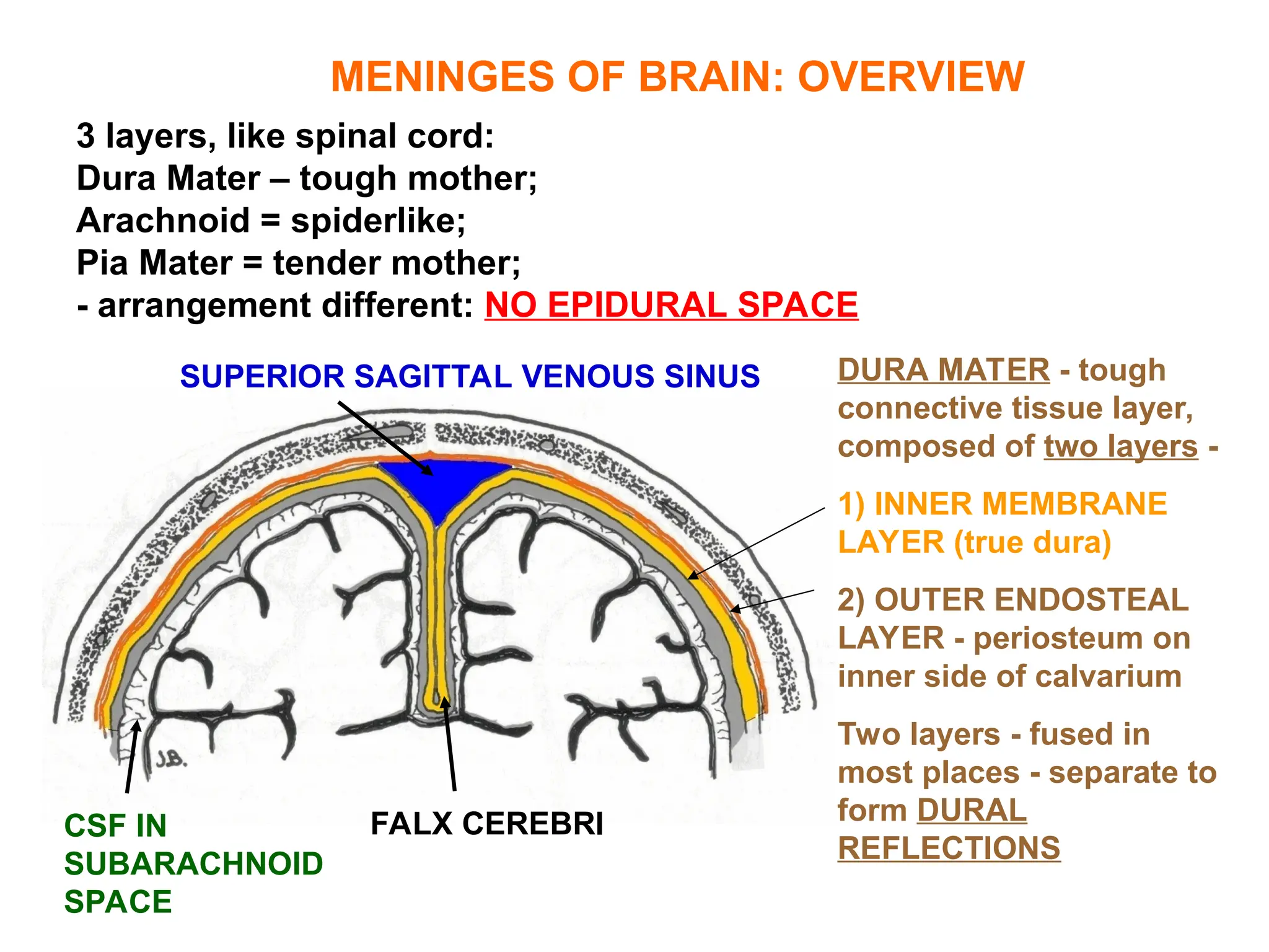 head & neck cranial nerves - anatomy.ppt