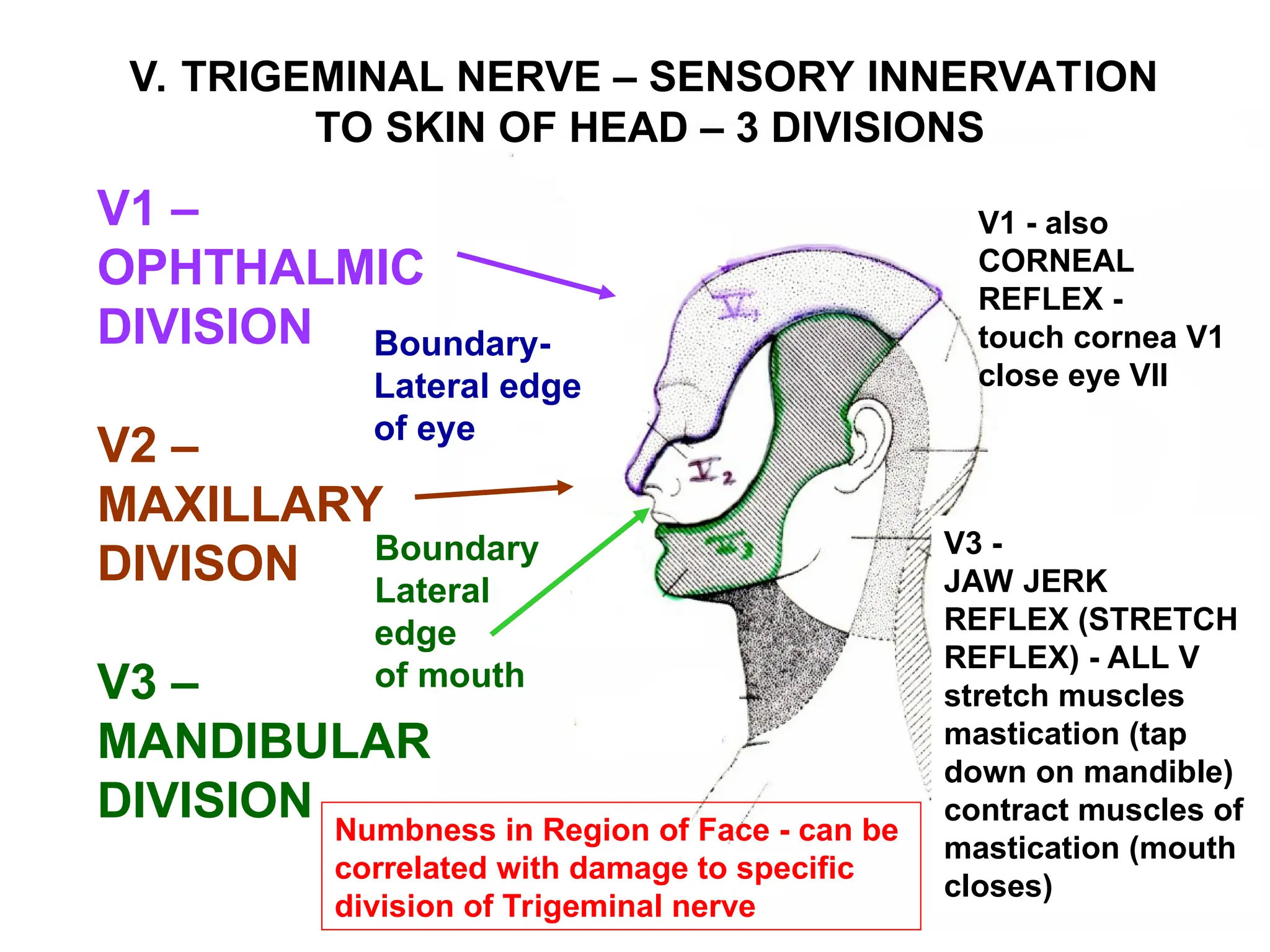 head & neck cranial nerves - anatomy.ppt