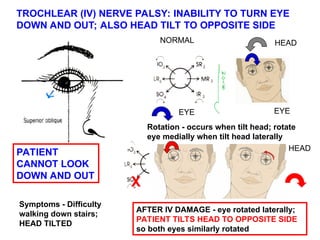 head & neck cranial nerves - anatomy.ppt