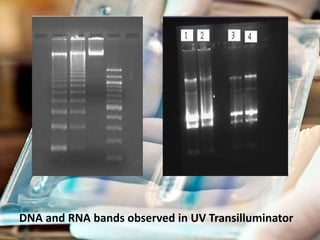 molecular biology techniques -jaypee university of information ...
