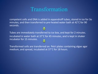 molecular biology techniques -jaypee university of information ...
