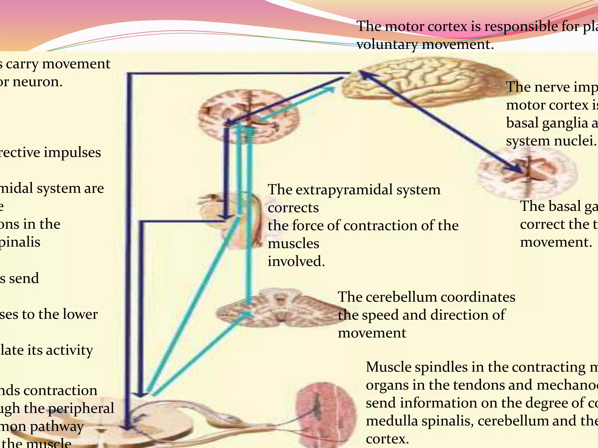 SPASTICITY | PPTX