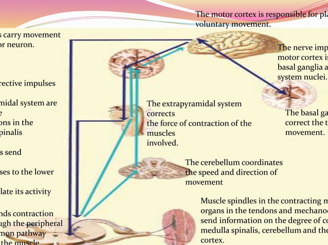 SPASTICITY | PPTX | Physical Therapy | Wellness