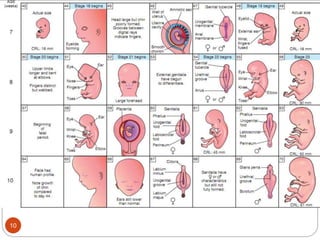PATTERN FORMATION | PPTX