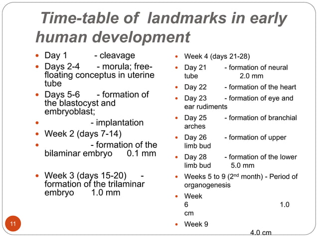 PATTERN FORMATION | PPTX | Biological Sciences | Science