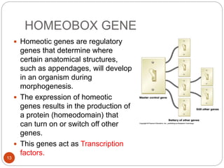 PATTERN FORMATION | PPTX