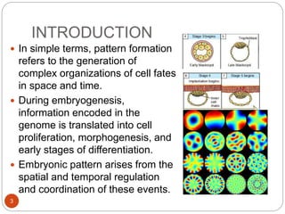 PATTERN FORMATION | PPTX