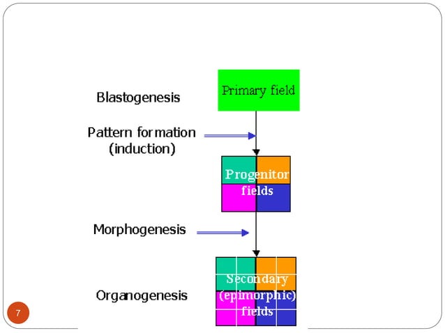 PATTERN FORMATION | PPTX | Biological Sciences | Science