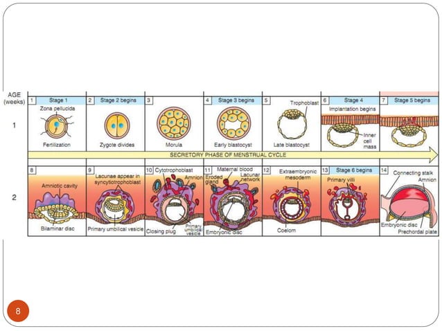 PATTERN FORMATION | PPTX | Biological Sciences | Science