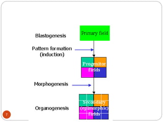 Pattern Formation In Plants