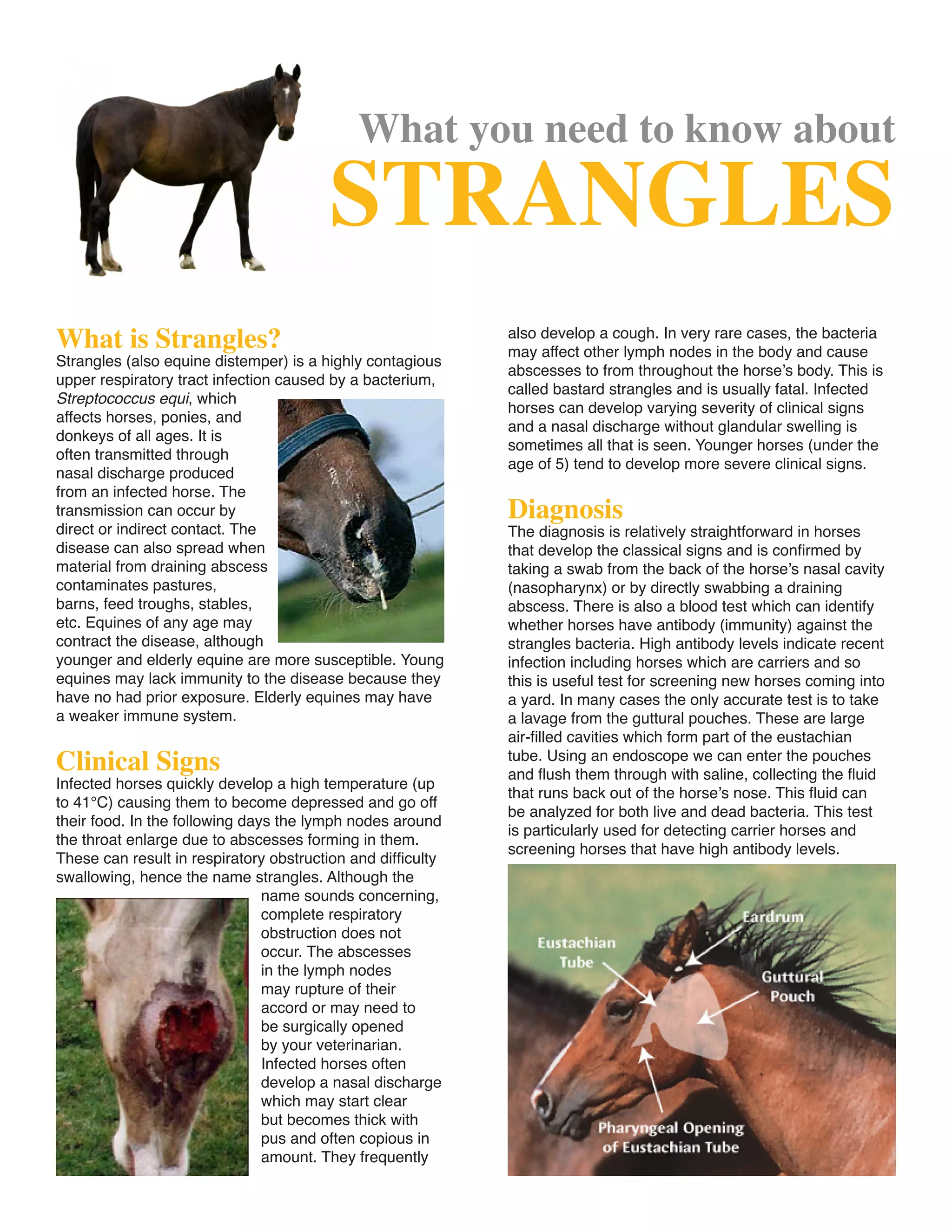 Strangles handout | PDF