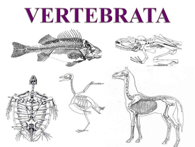 Vertebrati