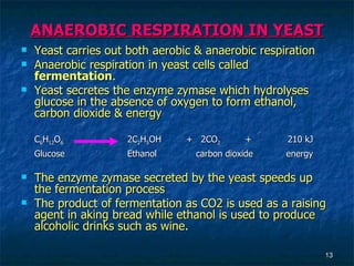 7[1].1 the respiratory process in energy production | PPT