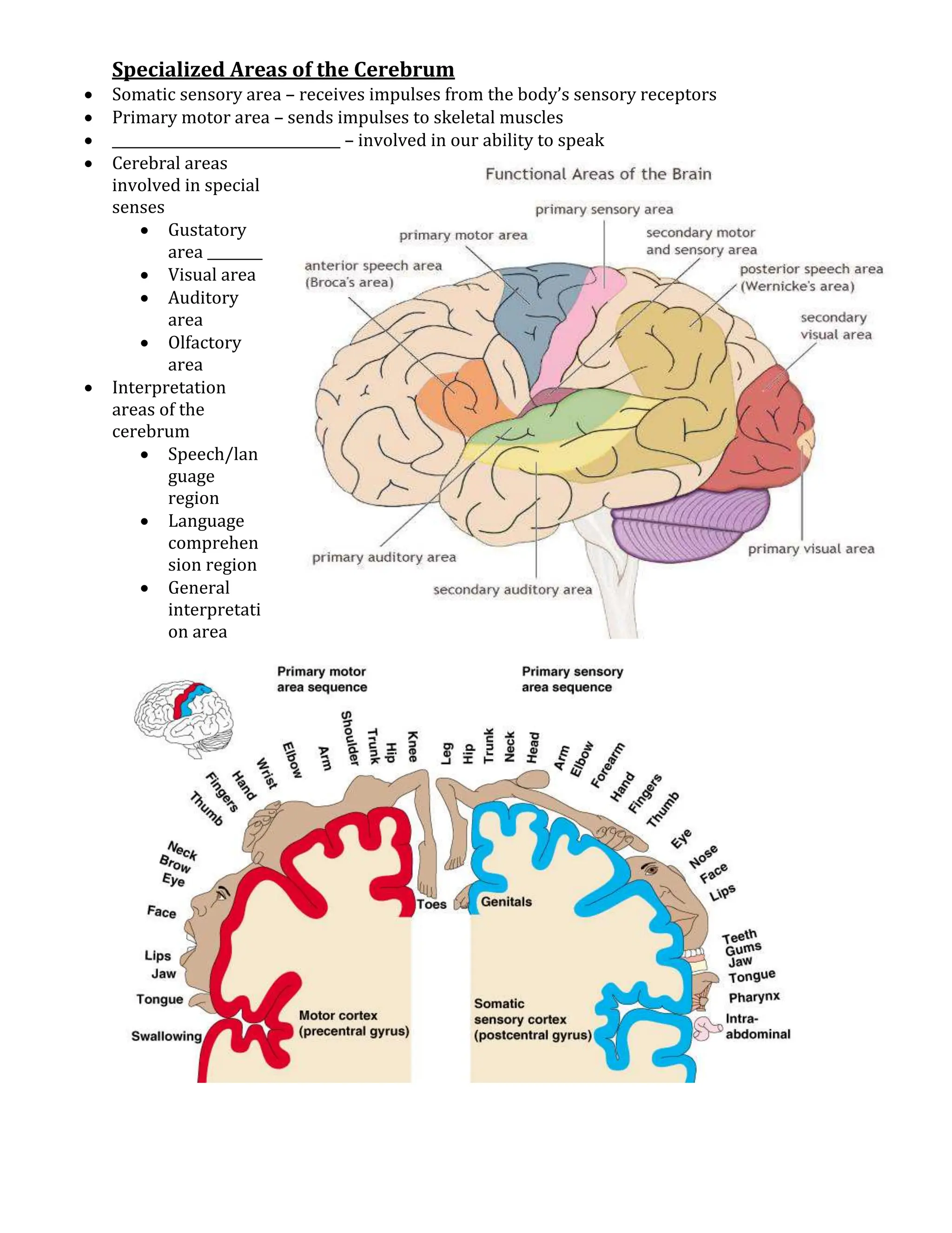 Neurology, neuroanatomy, neuroscience, neurobiology | PDF