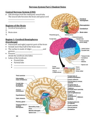 Neurology, neuroanatomy, neuroscience, neurobiology | PDF
