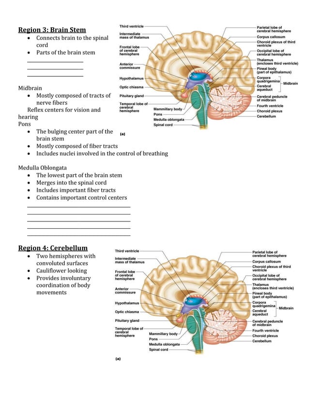 Neurology, neuroanatomy, neuroscience, neurobiology | PDF
