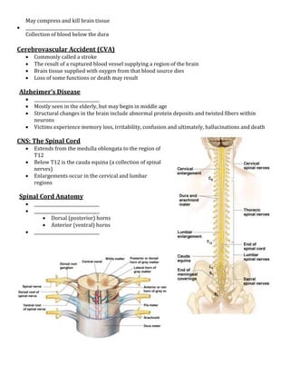 Neurology, neuroanatomy, neuroscience, neurobiology | PDF
