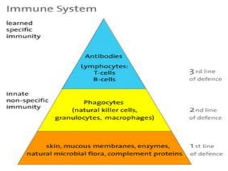 7147643 the-physiology-of-immunity | PPT