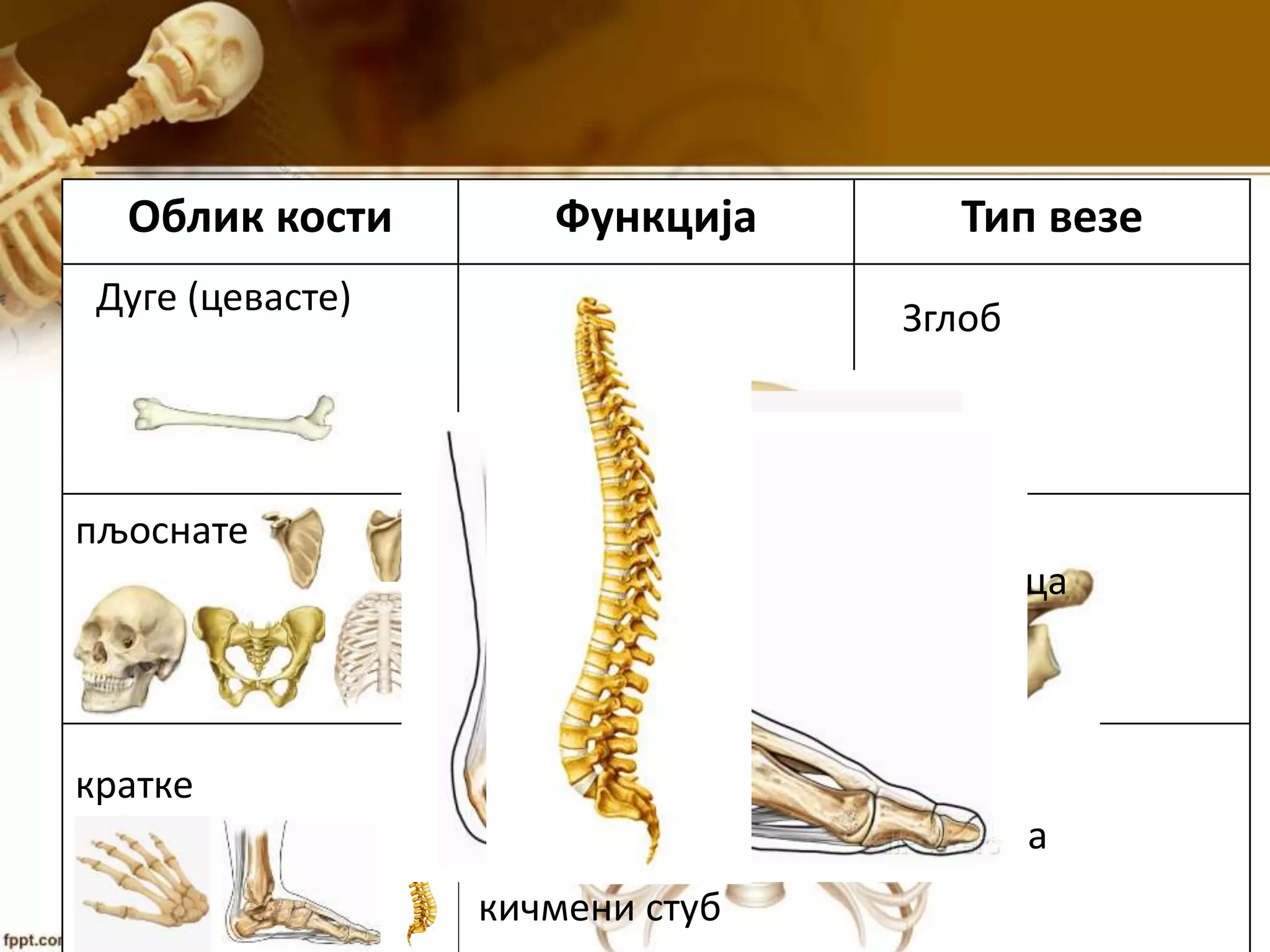 Skeletni sistem | PPTX