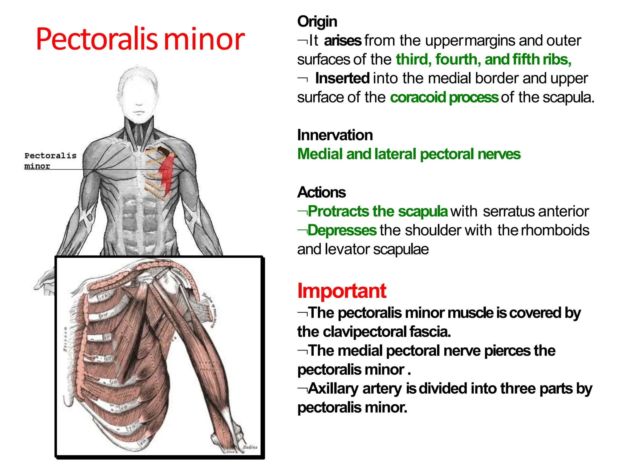 719_Pectoral_Region.pptx