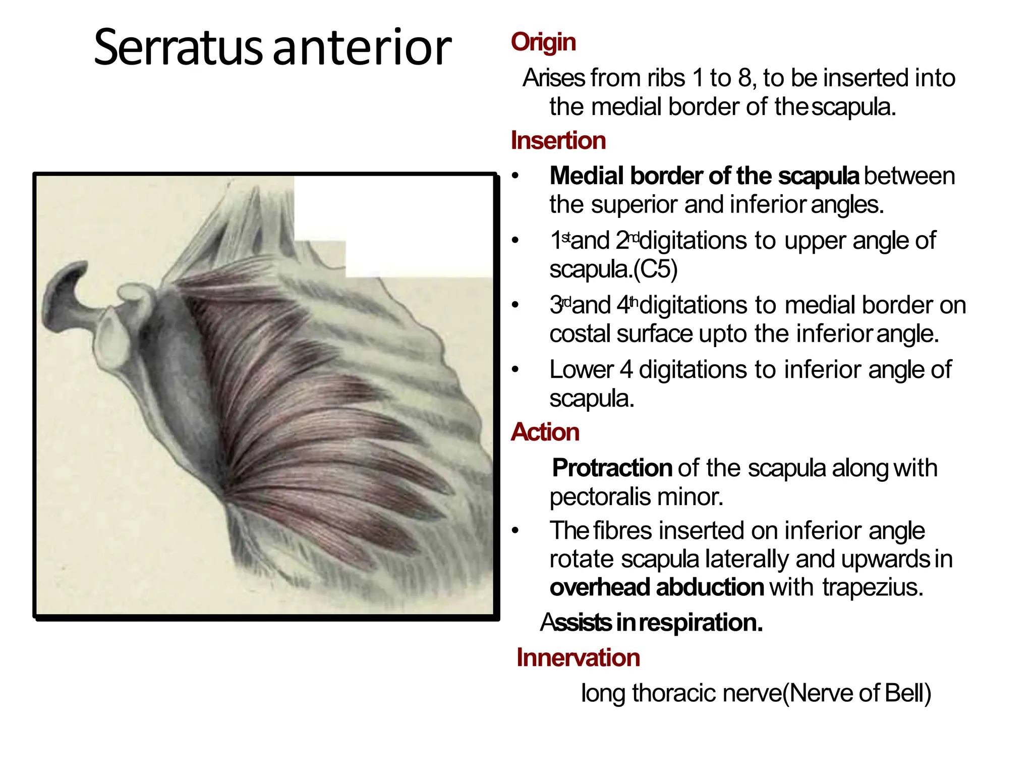719_Pectoral_Region.pptx