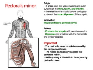 719_Pectoral_Region.pptx